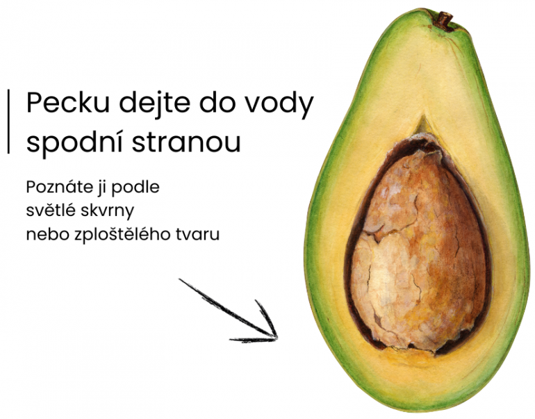 Jak vypěstovat avokádo - Atmosféra Bella Rose