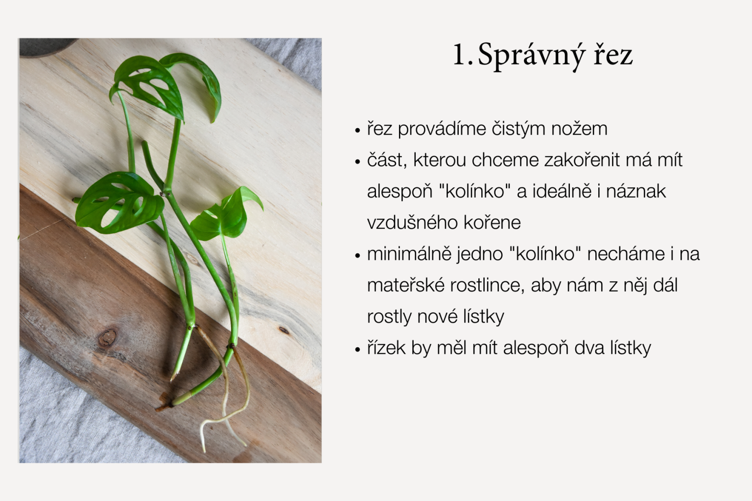 Jak na množení pokojových rostlin? Objevte pár tipů! - Atmosféra Bella Rose