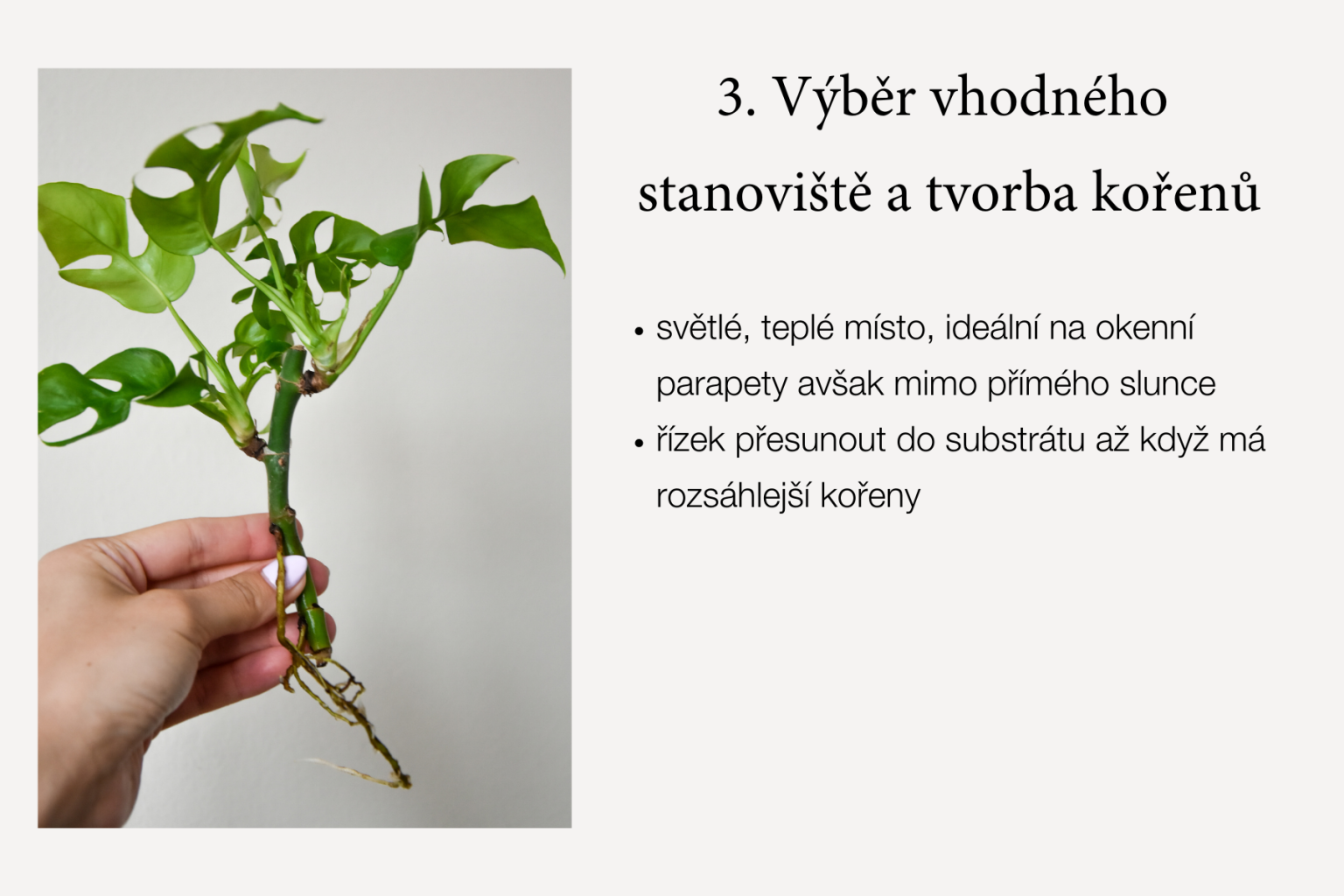 Jak na množení pokojových rostlin? Objevte pár tipů! - Atmosféra Bella Rose